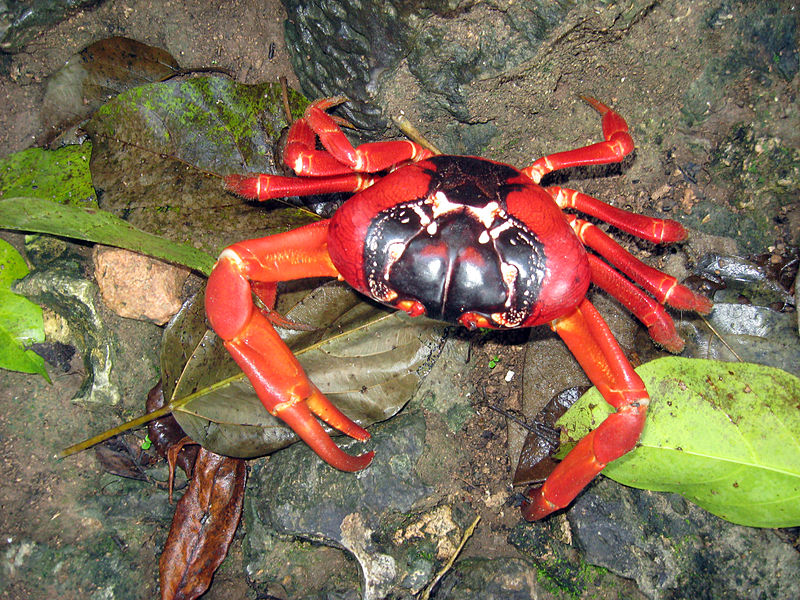 Christmas Island Urlaub: Tauchen & Natur auf der Weihnachtsinsel Christmas Island Urlaub: Tauchen & Natur auf der Weihnachtsinsel